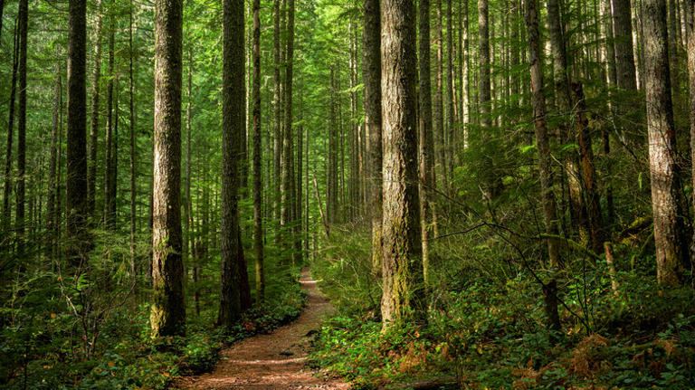 Washington's highest point on Fidalgo Island is a mountain beauty for ...