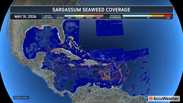 Record sargassum seaweed swamps Caribbean, US beaches