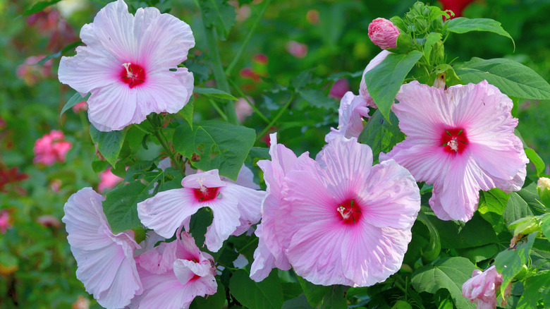 11 plants and trees that can reduce soil erosion while beautifying your ...