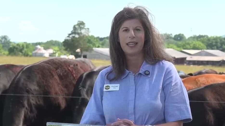 Rachael Ellis named next CEO of Second Harvest Food Bank of East Tennessee