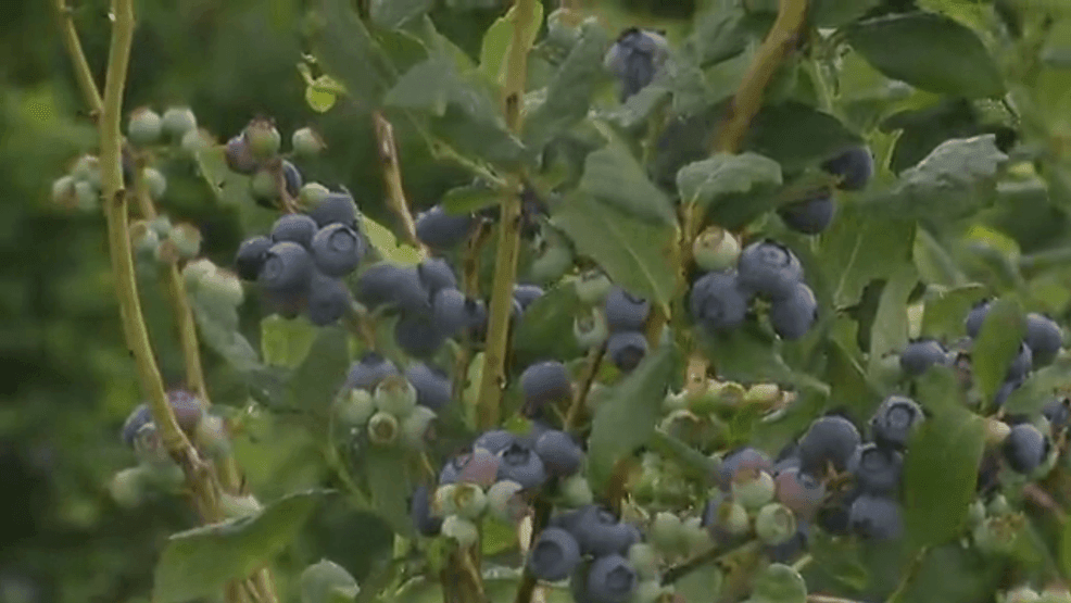 Berry picking season returns to Thunderbird Berry Farm in Broken Arrow