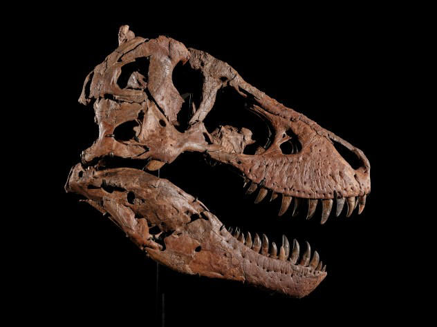 T rex fossil found on South Dakota ranch could sell for $30 million