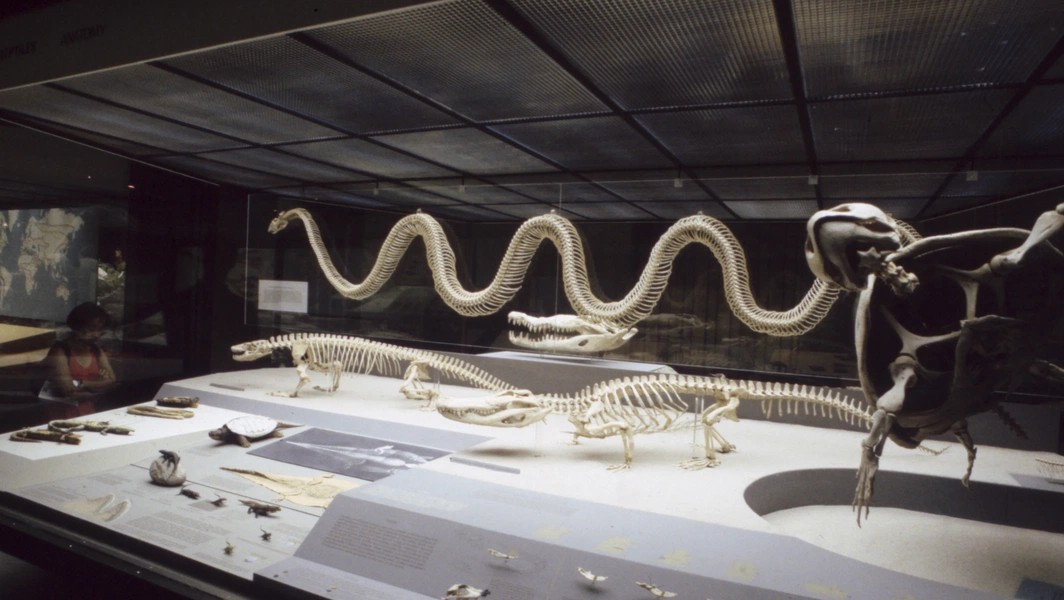 Giant sea snakes across time
