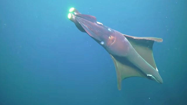 Legendary giant squid turns up in deep canyons off Western Australia as ...