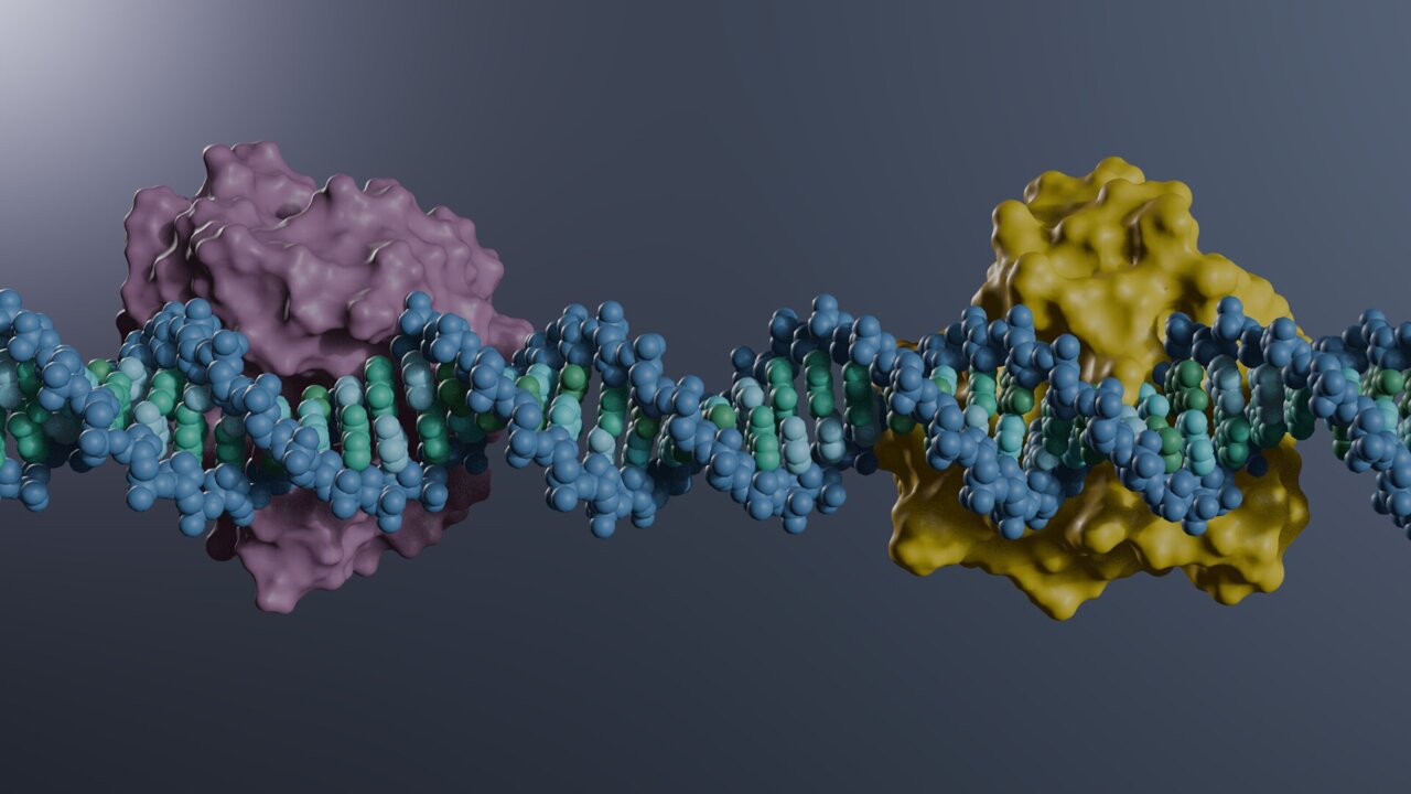 First human SMUG1 atomic snapshots reveal how cells repair DNA