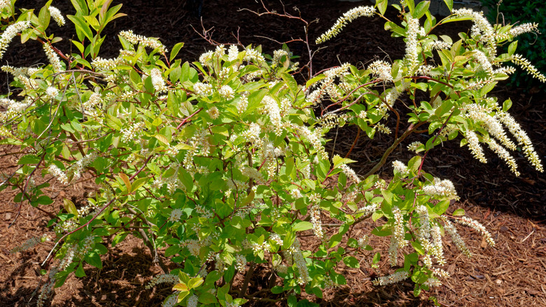 11 plants and trees that can reduce soil erosion while beautifying your ...