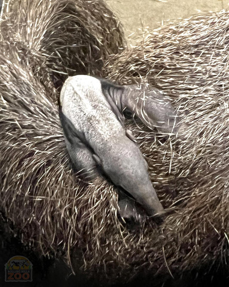 Rolling Hills Zoo welcomes first giant anteater pup in zoo’s history