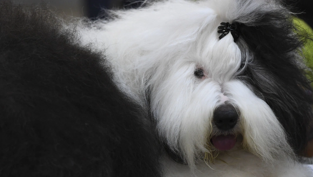 8 dog breeds losing popularity