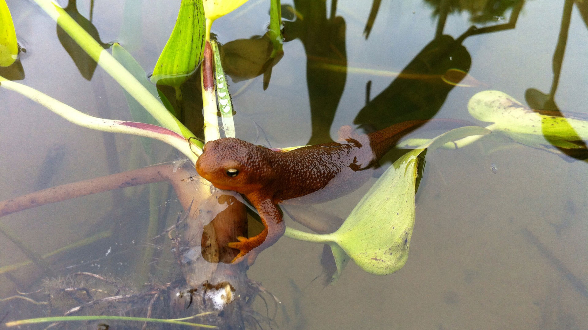 Newts found only in Oregon’s Crater Lake may finally get endangered ...