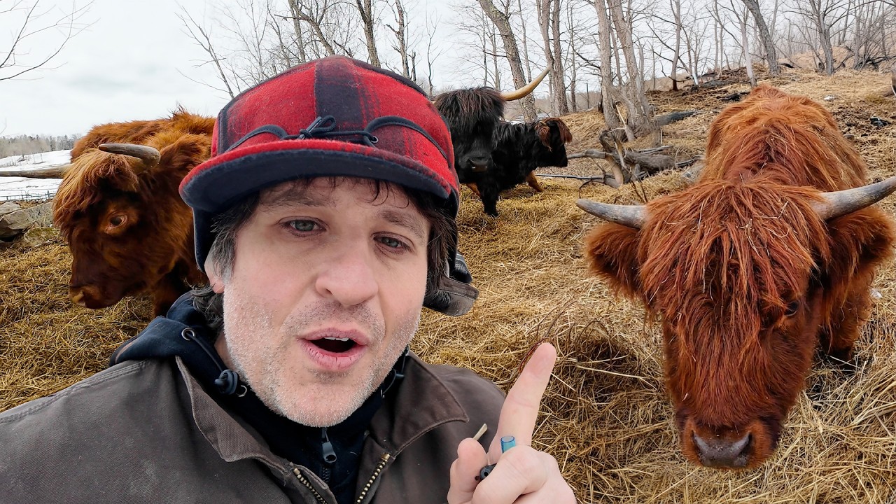 See how busy farm chores feature tapping maples and highland cattle care