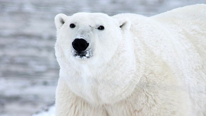 770 kg, 1200 PSI - dieser Eisbär jagt sogar Menschen