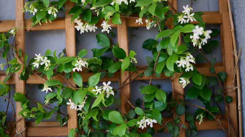 12 climbing plants that will fill your garden with heavenly scents