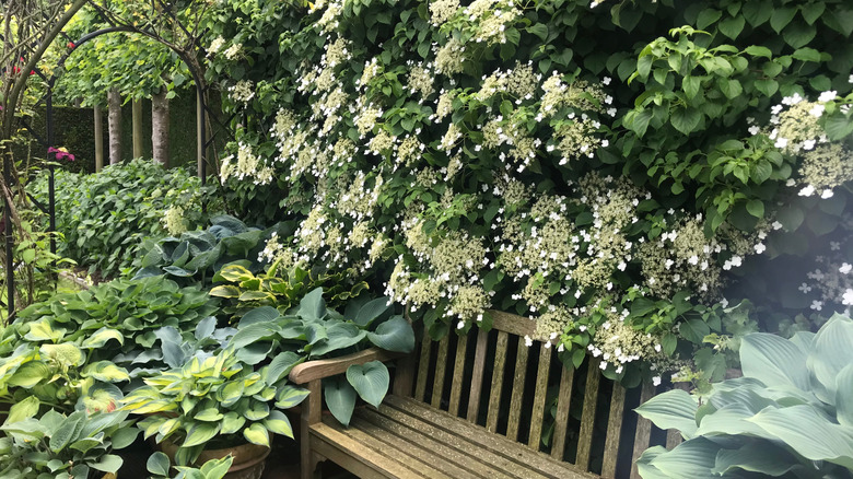 12 climbing plants that will fill your garden with heavenly scents