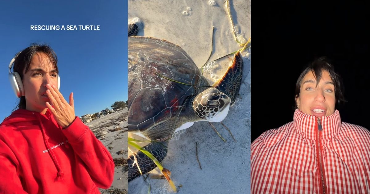 A woman spent hours beside a sick sea turtle in the cold and dark. Her ...