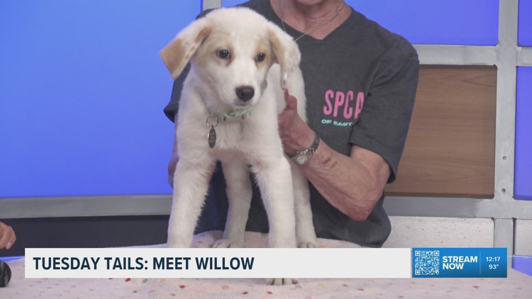 Tuesday tails: Meet Willow from the SPCA of East Texas