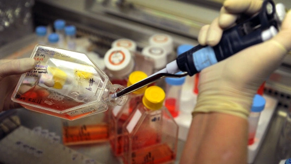 Salk scientist probes telomere damage for anti-aging insights