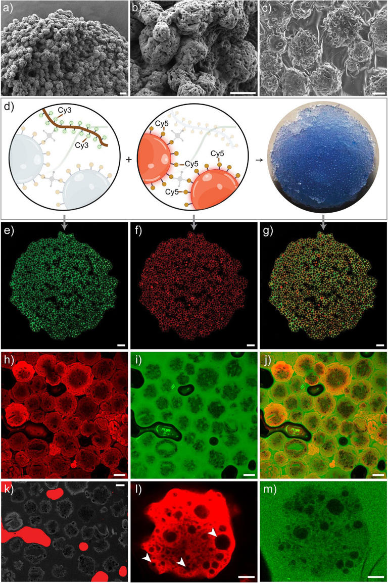 Scientists 3D print living skin that helps grow blood vessels