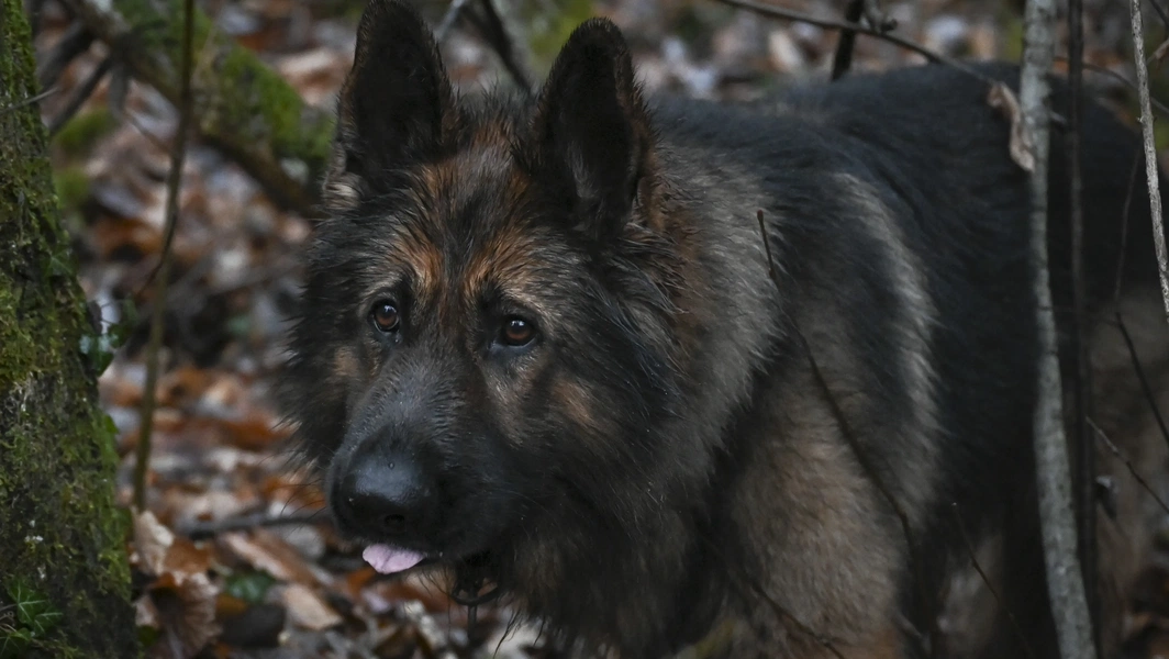 10 dog breeds that form lifelong bonds