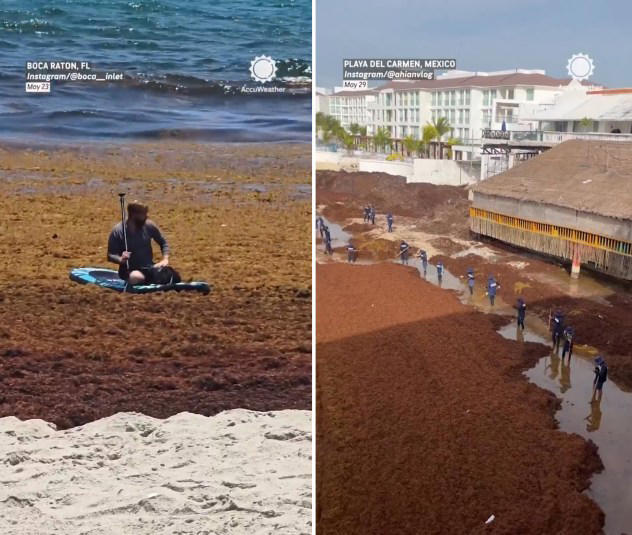 Record sargassum seaweed swamps Caribbean, US beaches
