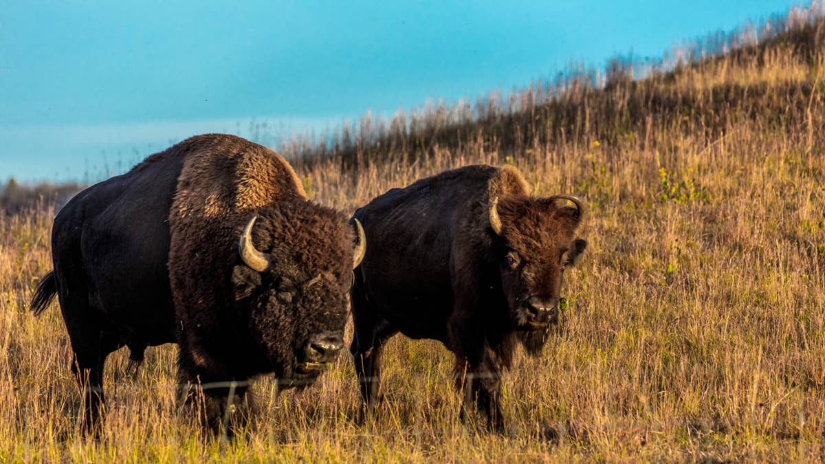 The US.’s official 'most loved' state park: Custer State Park's scenic ...