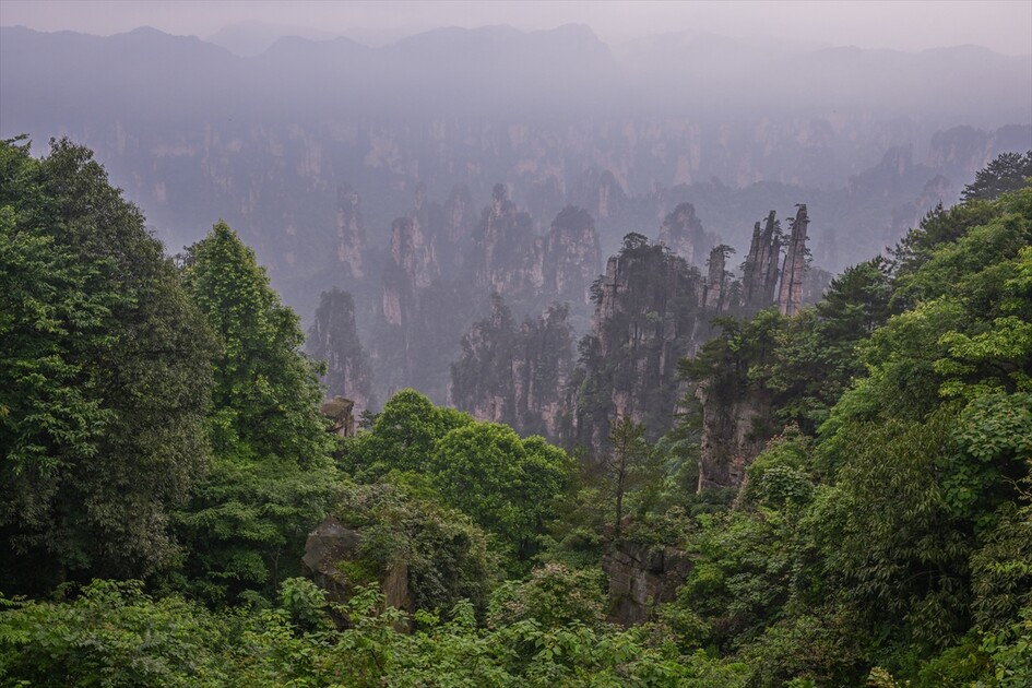 Turistler Zhangjiajie'nin ünlü Avatar Dağları'nı ziyaret etti