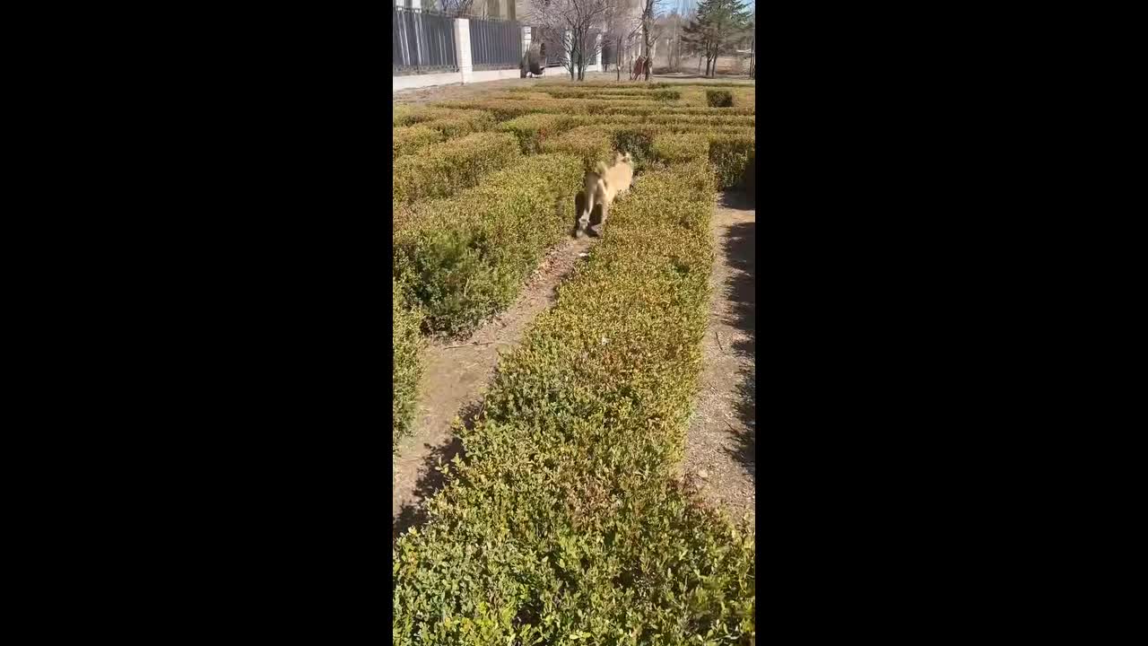 Golden retriever puppy navigates hedge maze in Liaoning, China