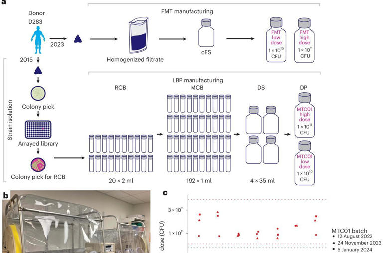 Engineered gut bacteria match fecal transplants in small C difficile trial