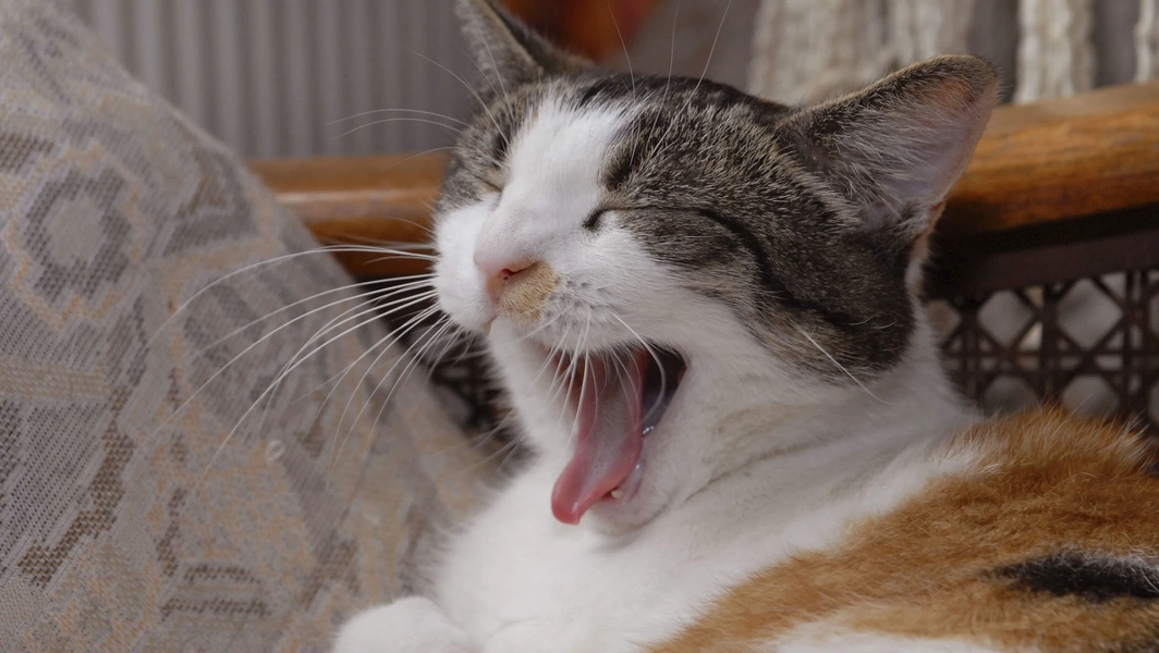12 cats showing off their adorable teefies