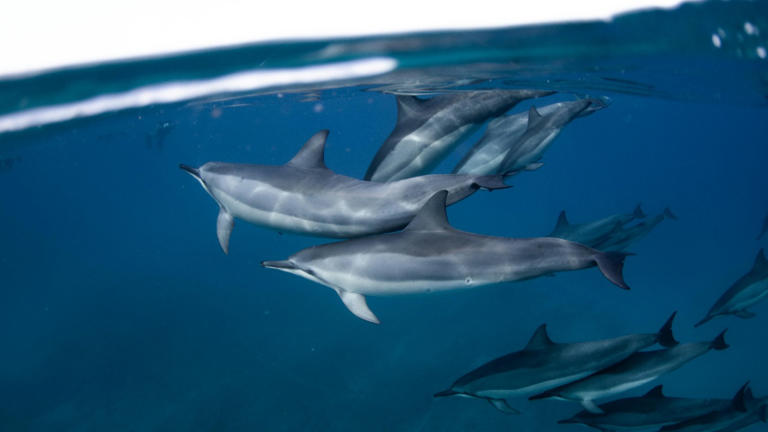 Researchers just pulled 836 dolphin DNA sequences from 126 water ...