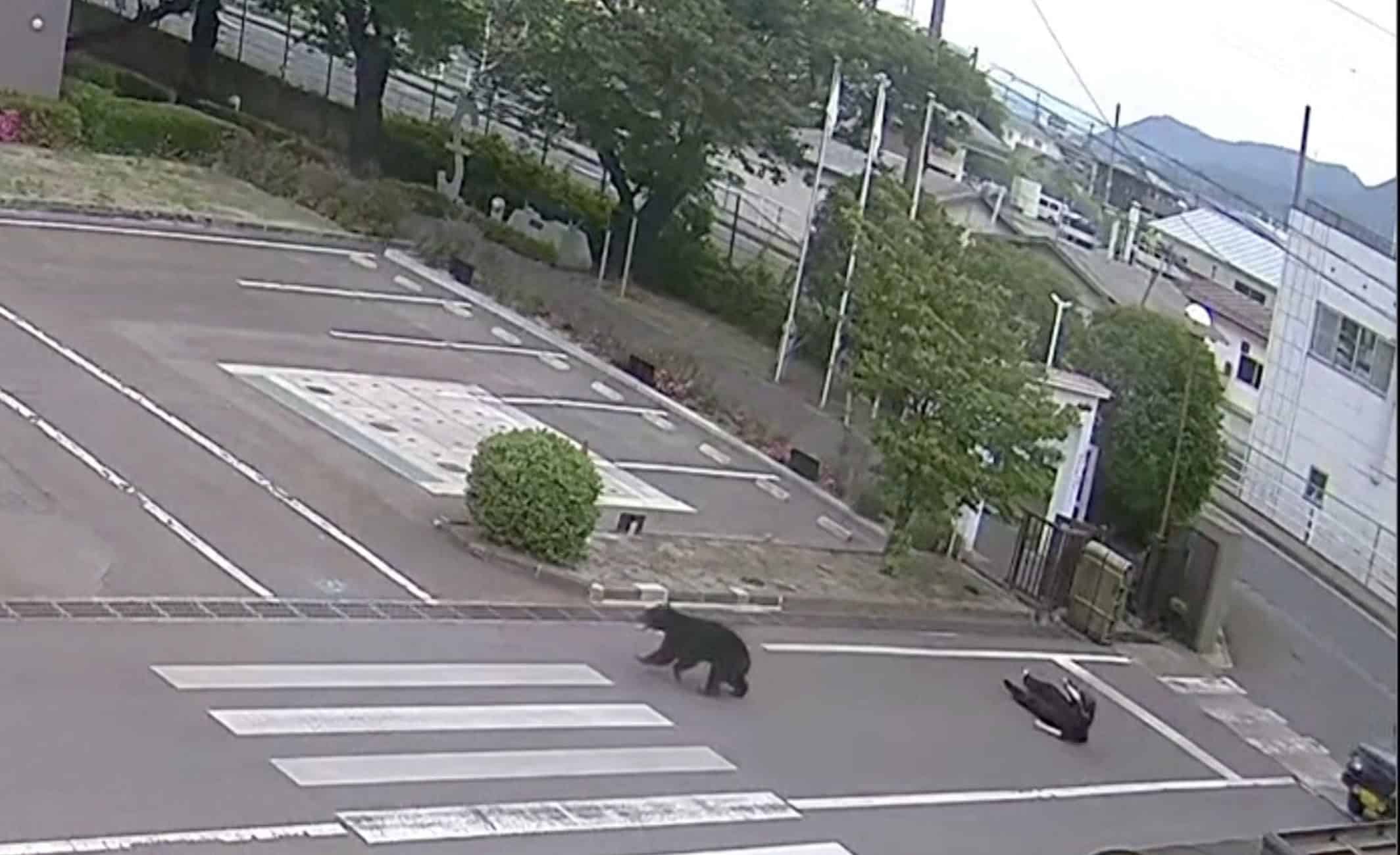 Bear attack captured on CCTV as Japan battles growing bear problem