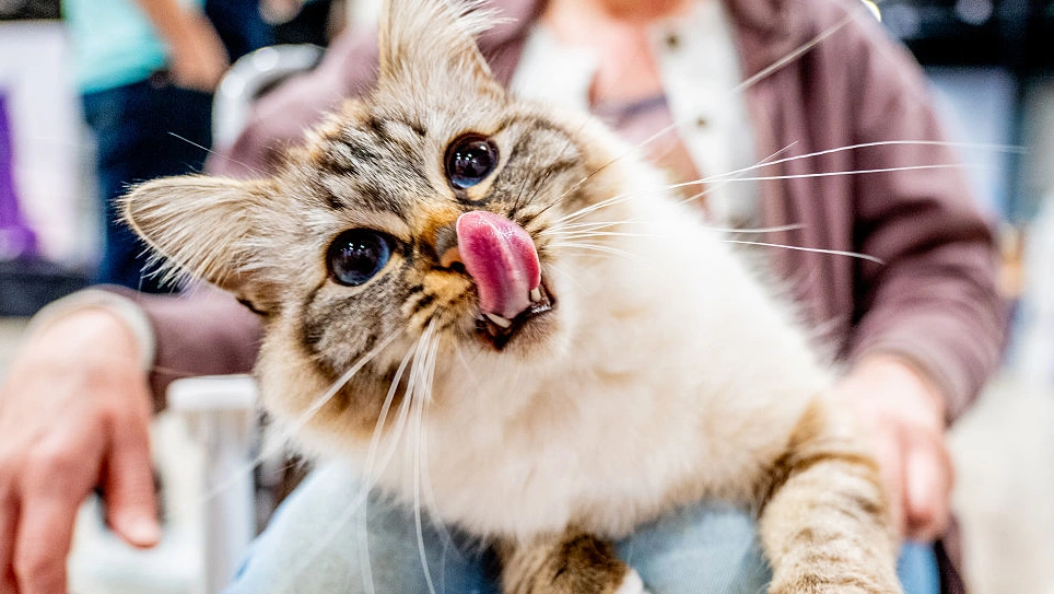 9 signs your cat is content and trusts you