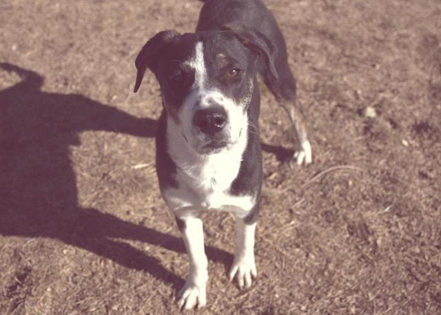 Pet of the week: Hunter is a playful boy looking for his fur-ever family