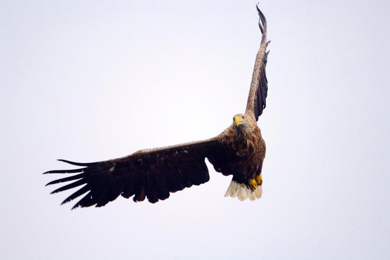 Suspicious disappearance of rare white-tailed eagle – what we know