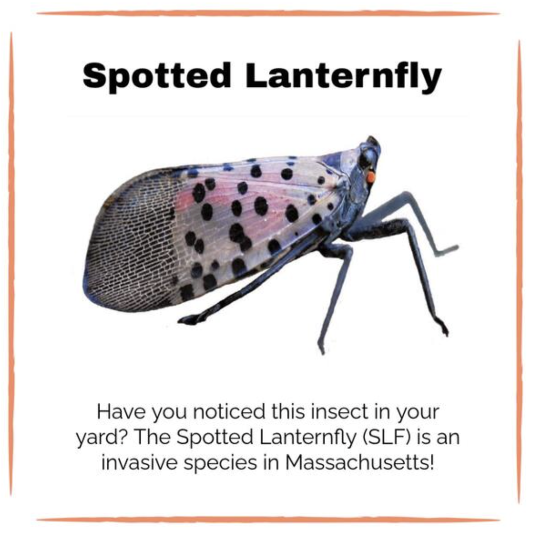 Watertown Asks Residents to Check Your Yard For This Invasive Species ...