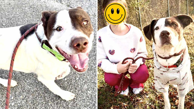 Loving dog who cares deeply for his people still searching for home ...