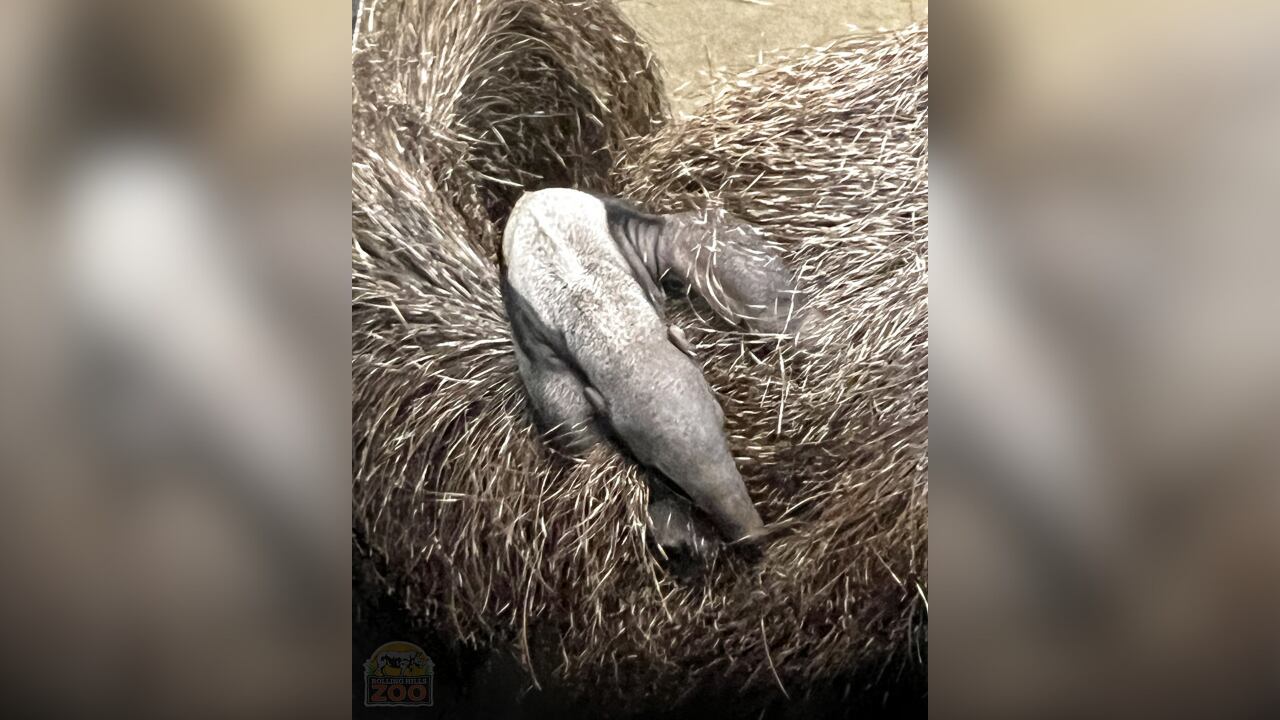 Rolling Hills Zoo welcomes first giant anteater pup in zoo’s history
