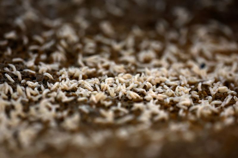 Flesh-eating screwworm detected 25 miles from US border in Mexico, USDA ...