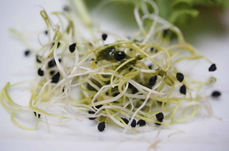 The easiest sprouts to grow indoors (no soil needed!)