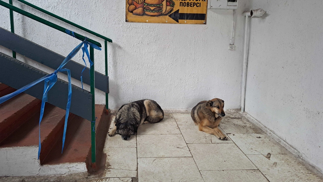 Chernobyl dogs and wildlife in a radioactive landscape