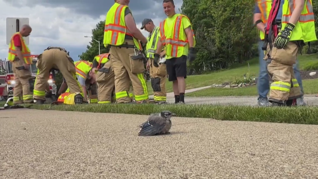 Baby blue jay rescued from Bethel Park sewer