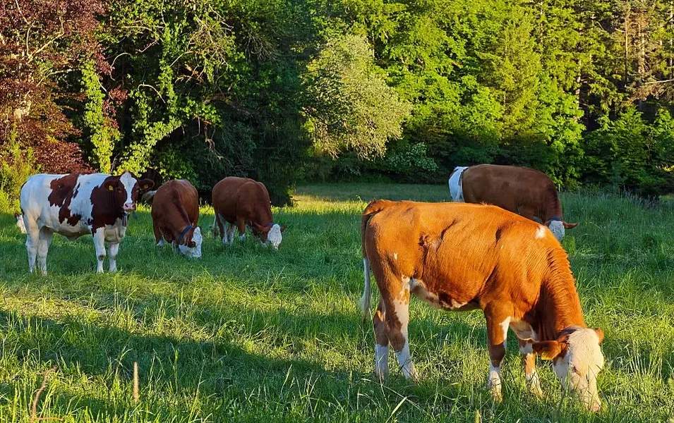 Smart cattle farming for a healthier, greener herd