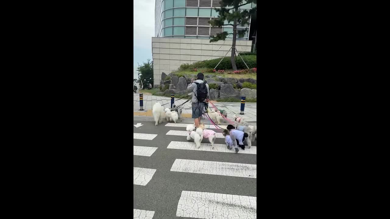 Man seen walking pack of leashed dogs across zebra crossing