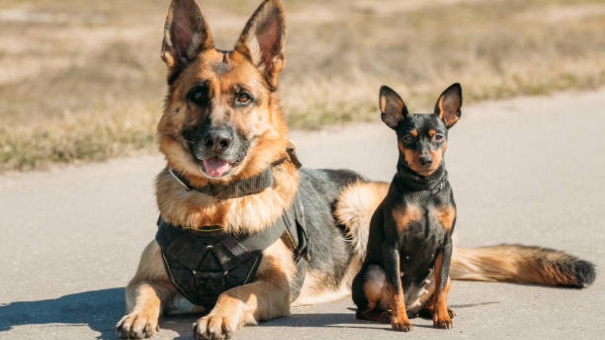 Small dog or big dog? Experts say the right choice depends on these factors