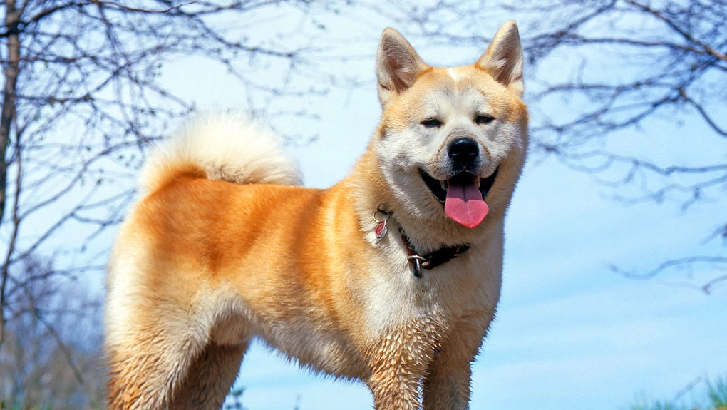 8 dog breeds devoted to one person