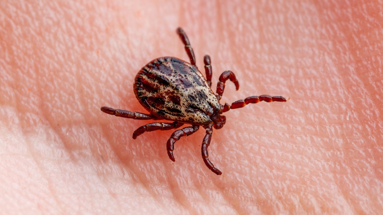 Why I never get bit by ticks on my own property anymore