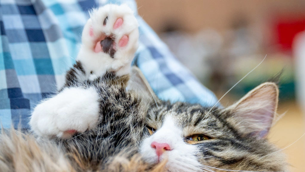 10 traits cats find irresistible in humans