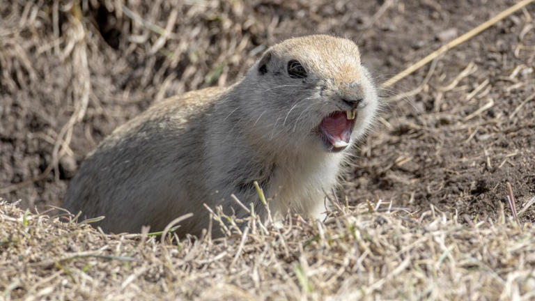 Strychnine delays mean it's 'too late' for gopher control this spring ...