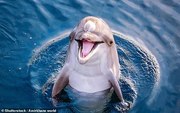 Why you could soon be buying your shopping with a dolphin: Animals to ...