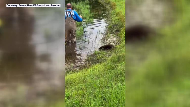 Meet Splash: Rescue otter helps law enforcement agencies crack cold cases