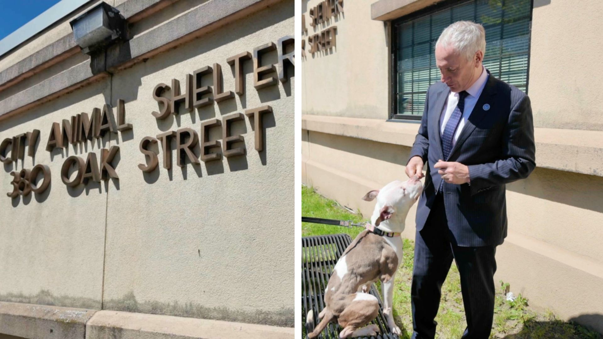 Buffalo secures $400K in grants to improve city animal shelter